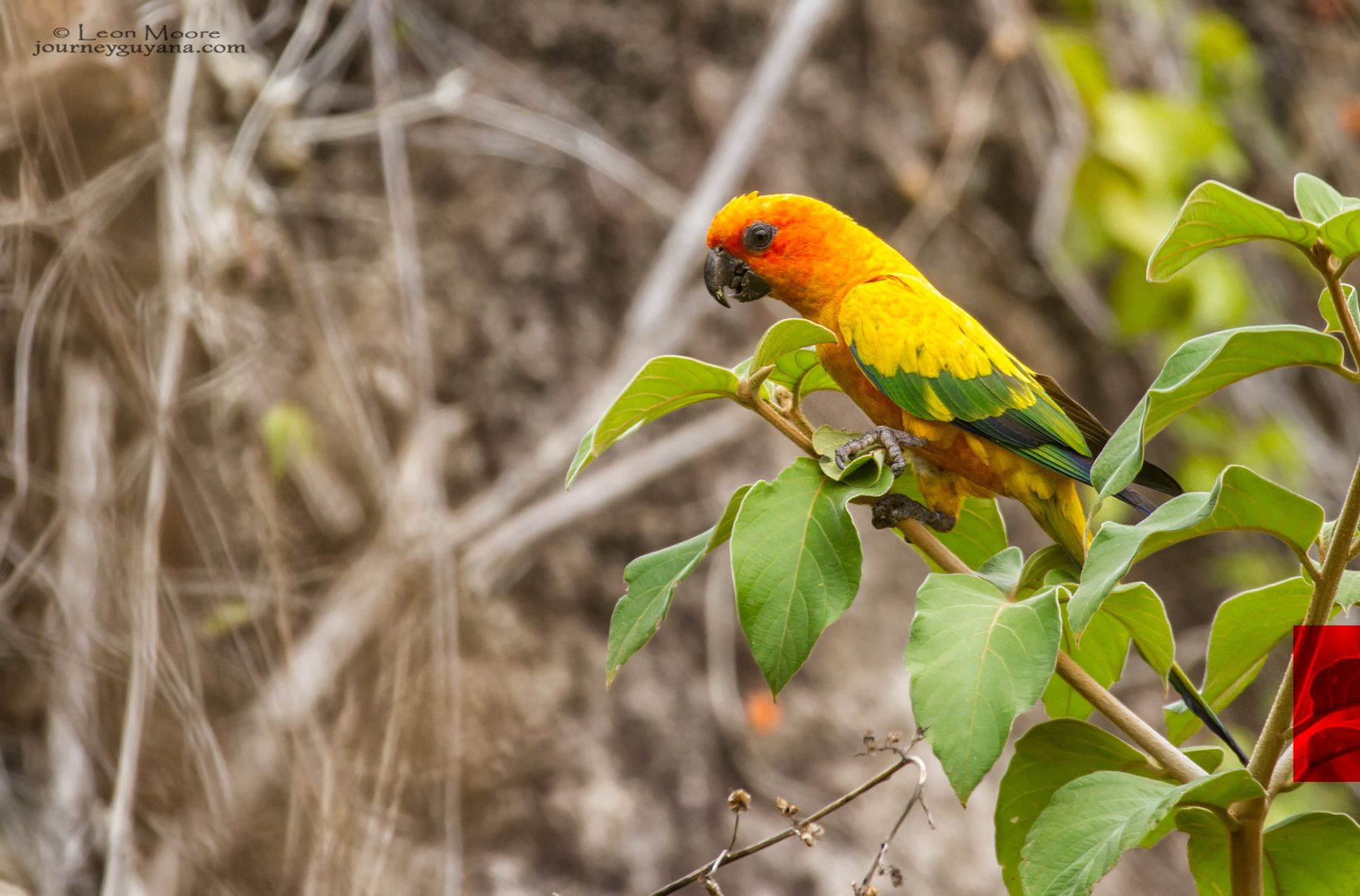 Sun Parakeet Tour 2025 – Leon Moore Nature Experience